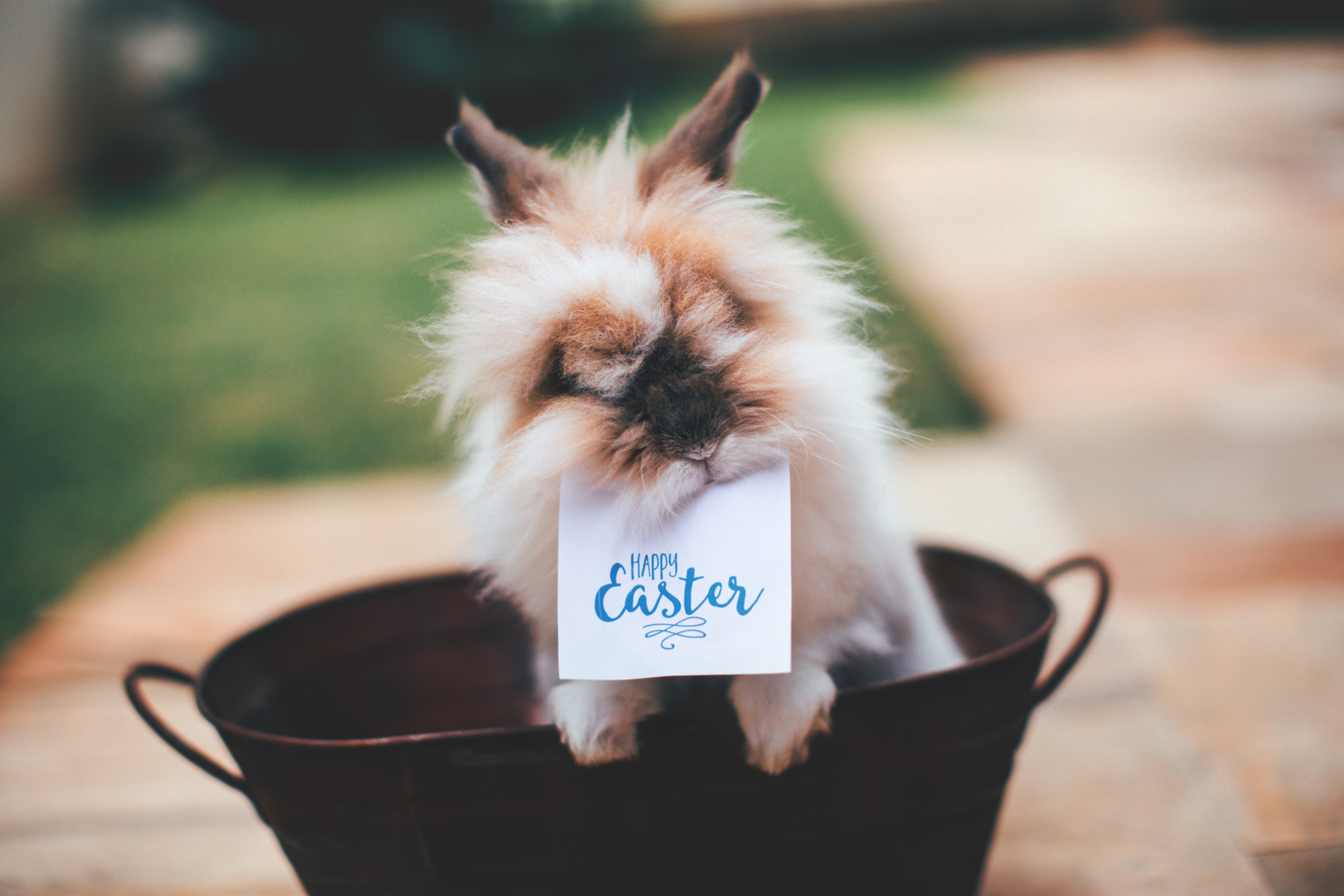 Rabbits are not just for Easter – Passey Place Veterinary Surgery